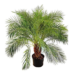10 PYGMY Date Palm Phoenix Roebelenii Dwarf Miniature Ornamental Fruit Tree Houseplant Seeds