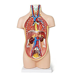 2023 New 20" Removable 12 Parts Human Torso Model,Showing Section of Brain,Neck Dissected Exposes Muscular Neural,Vascular and Glandular Structure,Anatomy Model for Medical Learning,Display