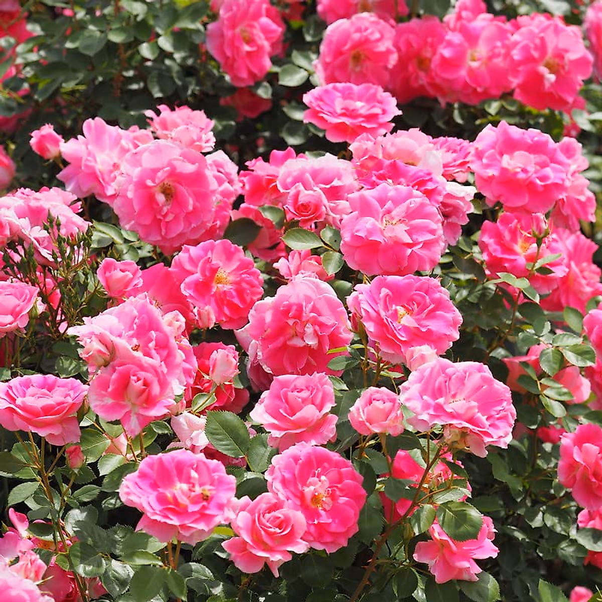 30 Seeds-Pink Wonder Shrub Rose Seeds