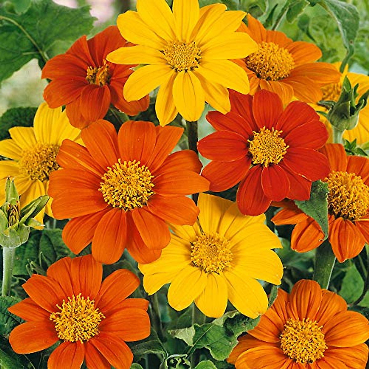 Outsidepride Orange Tithonia Mexican Sunflower Garden Cut Flowers & Climbing, Vining Plant Mix - 500 Seeds