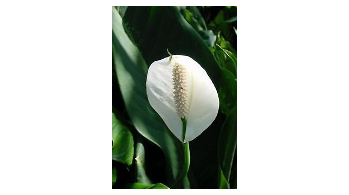 Flowering Peace Lily Bonsai Tree - Low Light Bliss