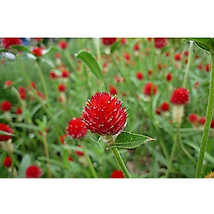 100+ Mix Globe Amaranth Gomfrena Pompom Flower Annual Outdoor Beautiful Garden