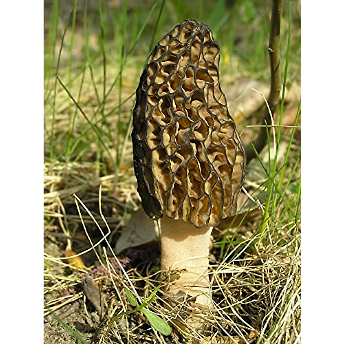 100pcs Seeds Morel Black Mushroom Mycelium Spawn Grow Bonsai Dried Spores for Planting Non GMO