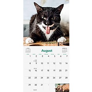 Cats on Catnip Wall Calendar 2021
