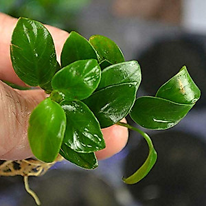 Anubias Nana Petite Anubias Plants Live Aquarium Plants - Buy 2 Get 1