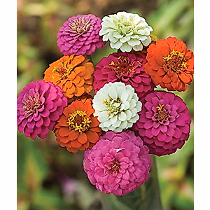 Burpee Cut & Come Again Zinnia Seeds 175 seeds
