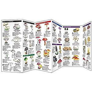 Mushrooms: A Folding Pocket Guide to Familiar North American Species (Nature Observation North America)