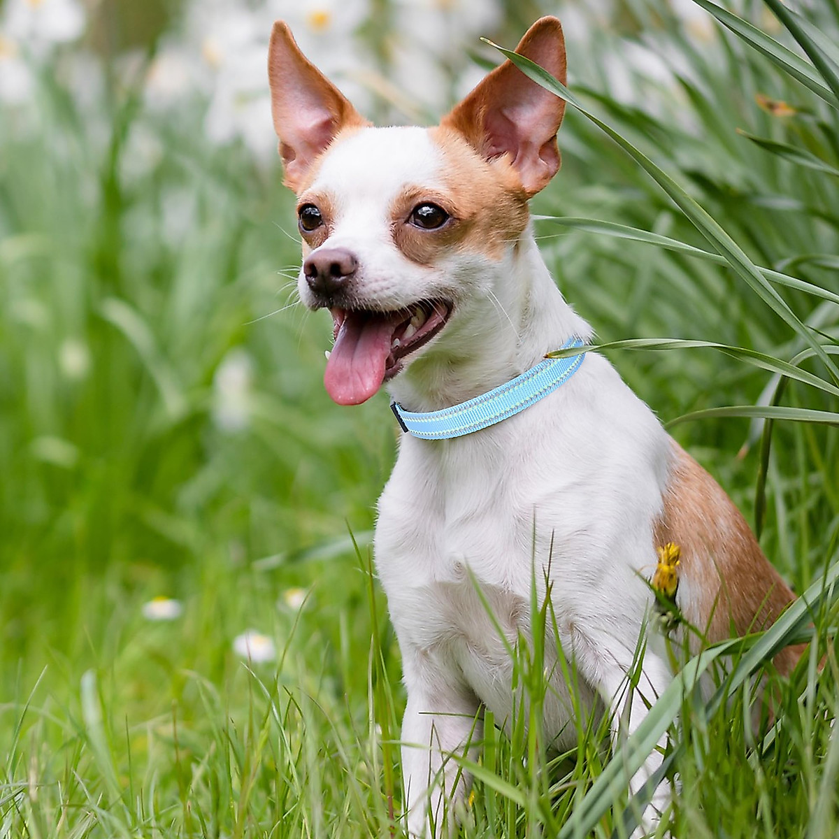 Mile High Life | Nylon Night Light Glow Collar for Medium Dogs | Reflective Band Cat Collar | Fluorescence self-Luminescence Strap Puppy Collar | Safe Night Walk Collars for Dogs (Blue, XS)