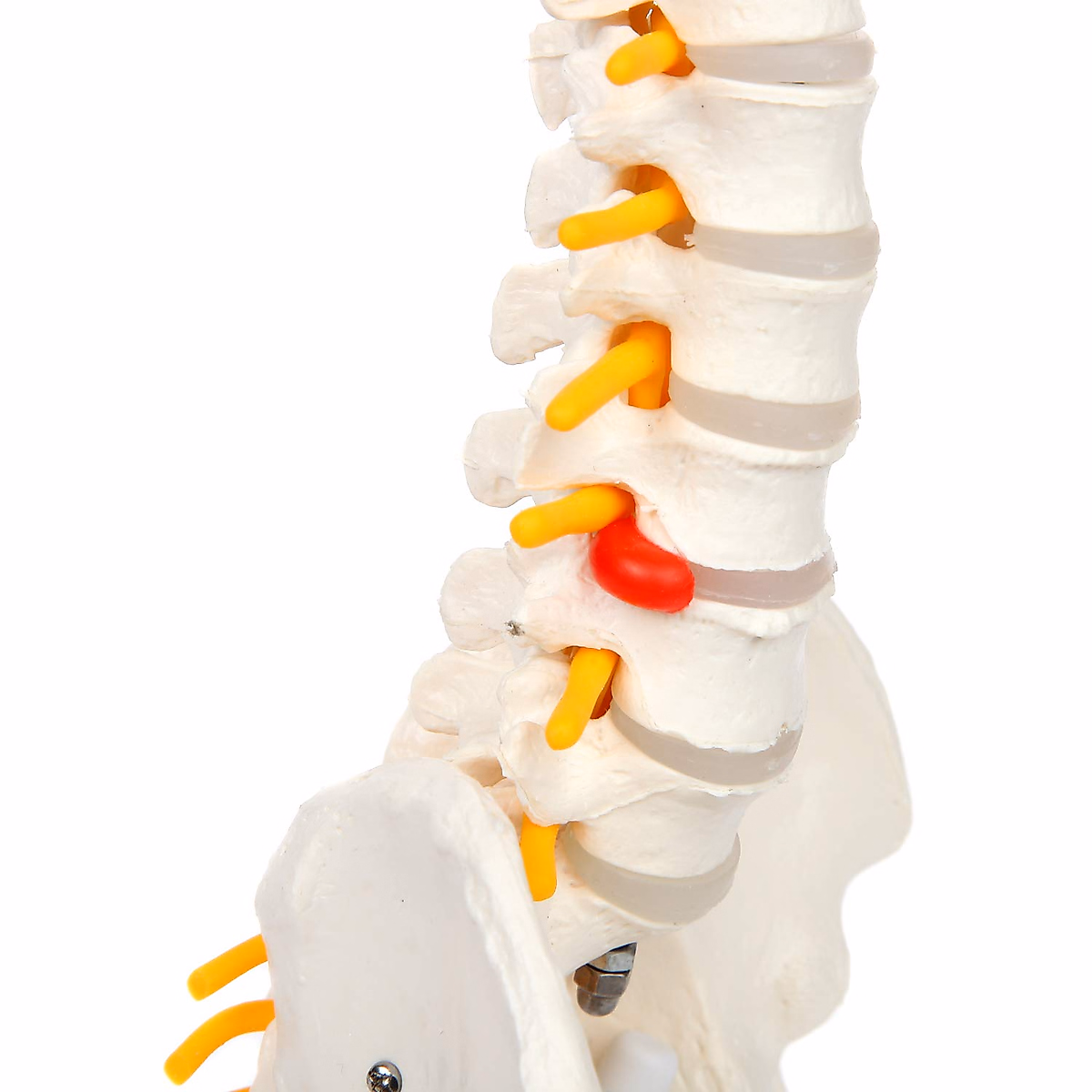Axis Scientific 15.5" Mini Spine Model with Vertebrae,Nerves,Arteries, Lumbar Column,Male Pelvis - Human Anatomy Model for Education & Study - Includes Stand/Product Manual - Plastic Spine Model