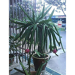 1214-Dragon Fruit, Mixed Red-White (Pitaya Blanca,roja) Seeds by Robsrareandgiantseeds UPC0764425788676 Non-GMO,Organic,Historic Plants, Bonsai, Tropical Fruit,Cactus, Betacyanins Package of 15 Seeds