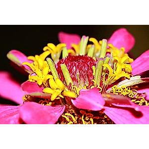 Zinnia Seeds for Planting Outdoors, Over 480 Seeds Giving You The Zinnia Flowers You Need, Zinnia Elegans, 4.2 Grams, Non-GMO