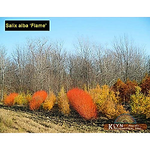 4 Flame Willow Tree Cuttings - Vibrant Orange and Red Bark - Unique Trees to Grow