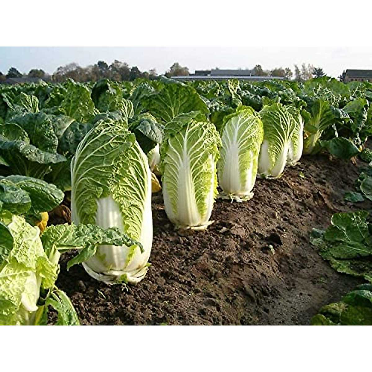Gaea's Blessing Seeds - Chinese Cabbage Seeds - Michihili Heirloom - Non-GMO Seeds with Easy to Follow Planting Instructions - Open-Pollinated High Yield Heirloom 94% Germination Rate