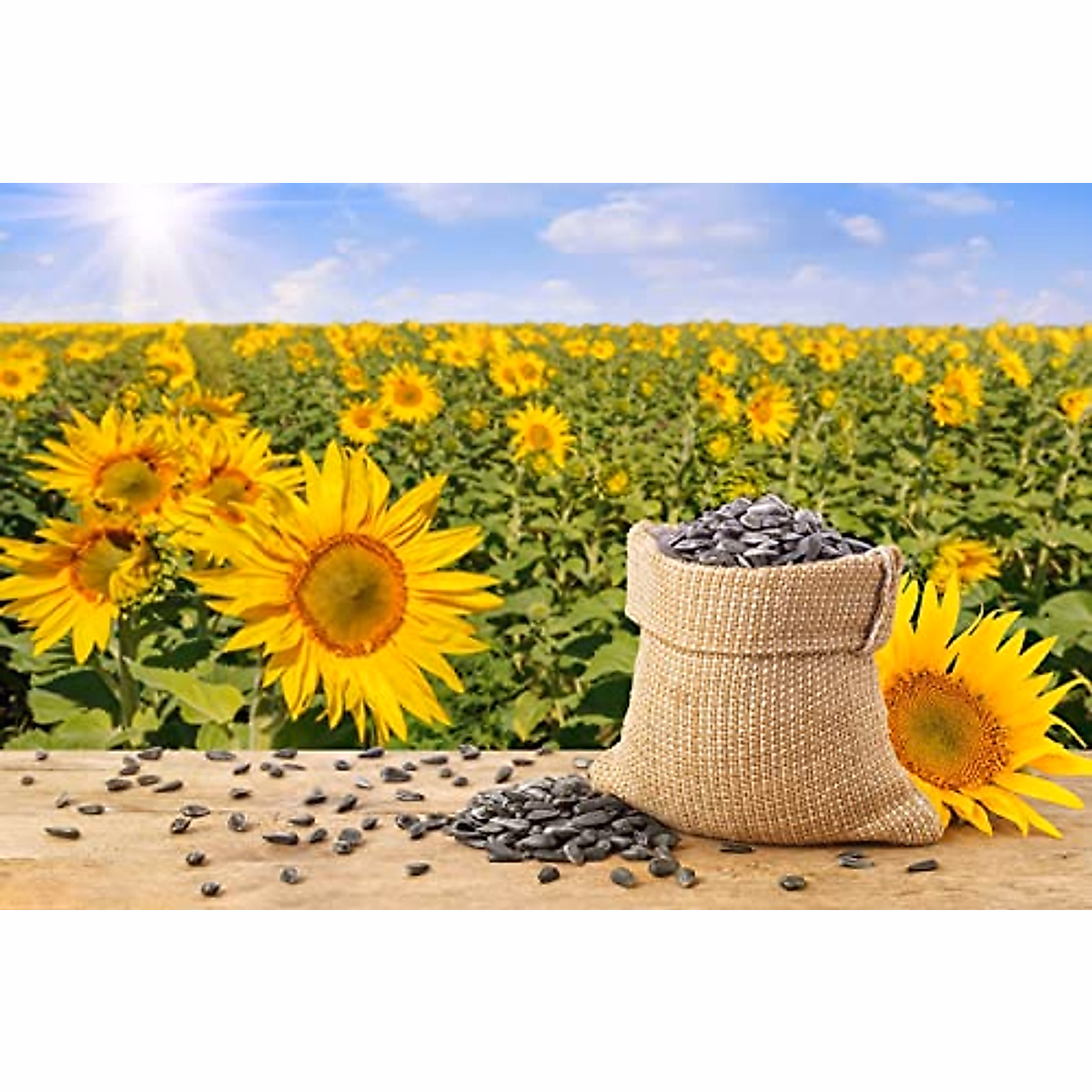 1000+ Sunflower Seeds for Planting Heirloom Non-GMO, Bulk Package of 15 Varieties Mix Seeds, Individually Packaged, Attracts Pollinators
