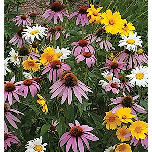 Non GMO Bulk All Perennial Wildflower Seed Mix (1/2 Lb) 188,000 Seeds