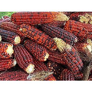 Jimmy Red Corn Famous Bootlegger Moonshine Grits Hominy Masa Corn Heirloom Premium Seed Packet + More