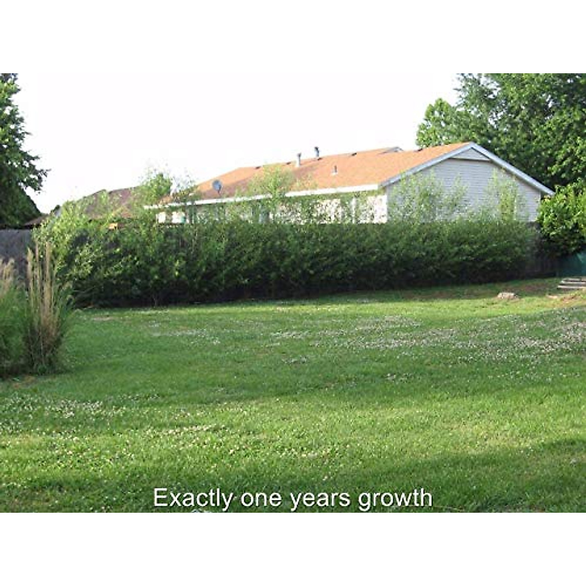 50 Hybrid Willow Trees -Fastest Growing Trees in The World - Austree Grow 10 Ft/Yr - 50 Live Tree Plants