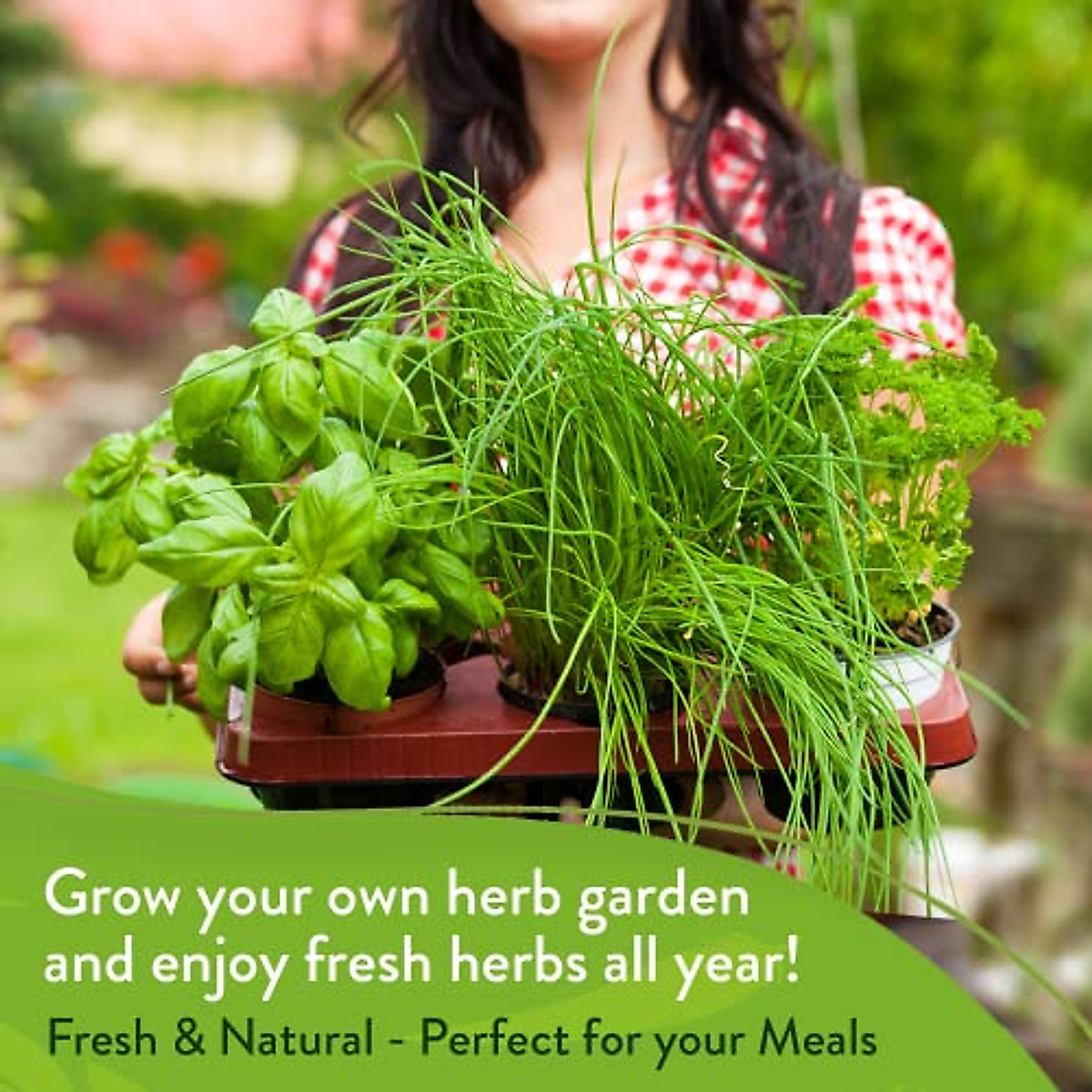 500+ Santo Cilantro Seeds for Planting Indoors or Outdoors - Non-GMO ...