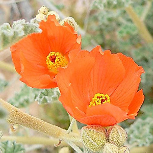QAUZUY GARDEN 20 Seeds Desert Globemallow Apricot Mallow Seeds Sphaeralcea Ambigua- Drought Tolerant - Showy Evergreen Shrublet Flower- Easy Grow& Maintain