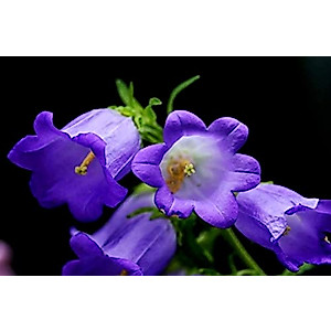 Canterbury Bells Campanula Medium Bluebells Flower Garden About 100 Seeds for Planting