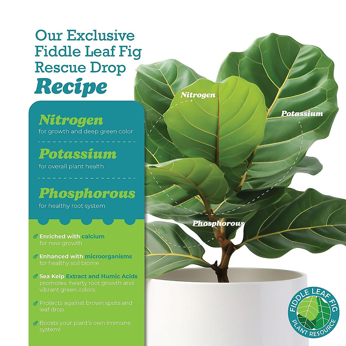 Fiddle Leaf Fig Rescue Drops by Fiddle Leaf Fig Plant Resource | 3-in-1 Liquid Fertilizer, Root Supplement & Immunity Booster (3.3 Fluid Ounces - 100ml)