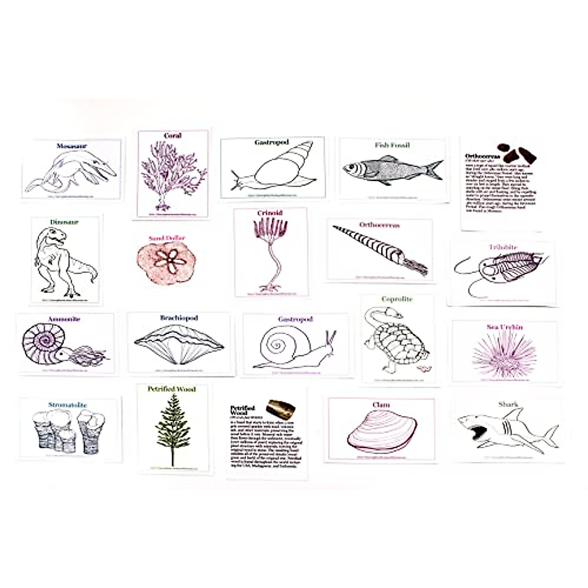 DANCING BEAR Fossil Collection Set, 20 Real Premium Specimens: Trilobite, Ammonite, Fish Fossil, Shark Tooth, Petrified Wood, Dinosaur Bone, Fossil Book, Time Scale, ID Cards, STEM Science Kit