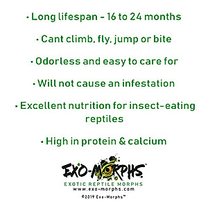 Exo-Morphs 100 Large Dubia Roaches (3/4-2 Inches Length) Reptile Food Live Arrival - Free Heat Pack Included If Needed