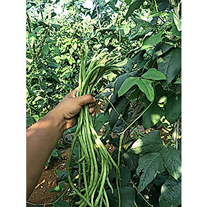 MOCCUROD 30+ Yard Long Bean Seeds Asian Vegetable Long Bean String Beans Productive USA