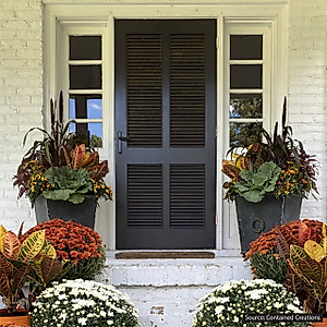 Nature’s Way Farms Croton Petra Live Plant (18-24 in. Tall) in Growers Pot