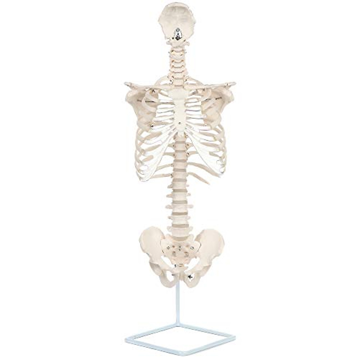 Axis Scientific Human Rib Cage Anatomy Model: Life Size Vertebral Column with Complete Vertebrae, Cast from Real Human Bones, Includes Detailed Study Guide, Base Stand