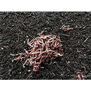 Worms 3/4 Pound Red Wiggler Composting