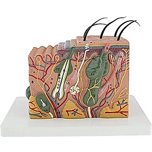 ESBANT Magnification Anatomical Human Skin Model Dermatology Anatomy Teaching Home