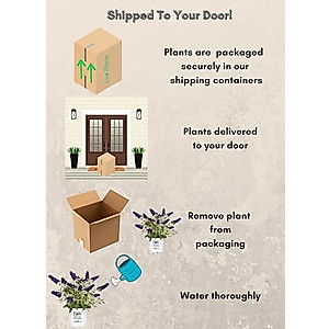 Proven Winner Pugster Buddleia, True-Blue Flowers, 2 Gal. (Pugster Blue)