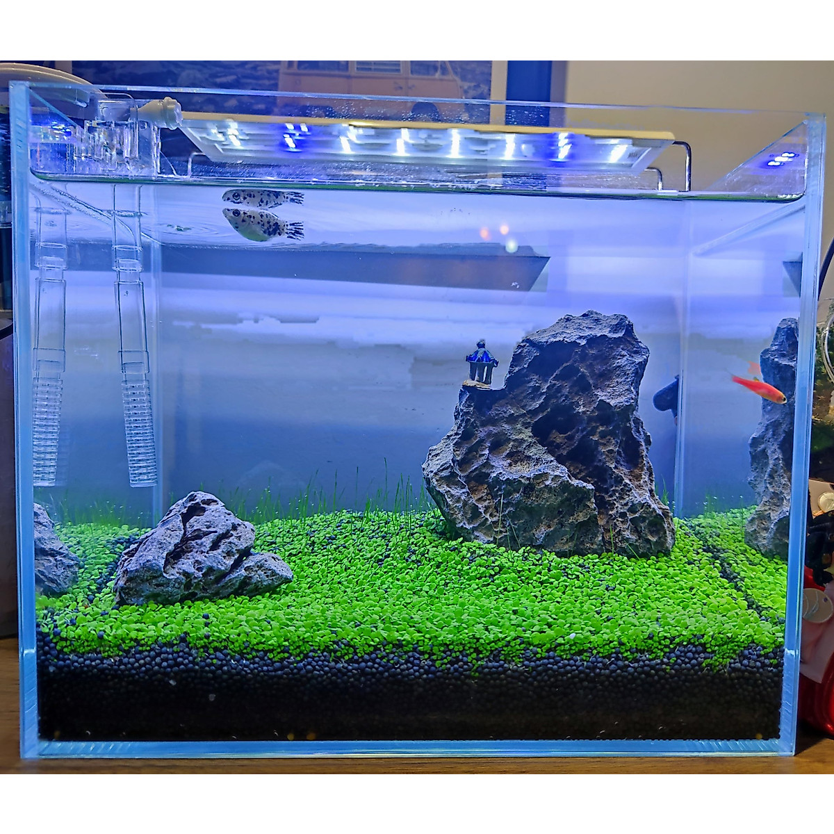 3 Bags Aquarium Plant S.e.e.d Set, not aritifical Plastic, Fresh Water Live Grass for Fish Tank ZQ21