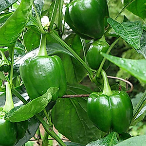 Bonnie Plants Green Bell Pepper Live Vegetable Plants - 4 Pack, Non-GMO, 2 - 3 Ft Plants, 4.5 x 4 Inch Pepper Size