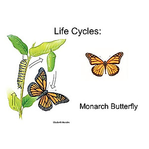 Monarch Butterfly Garden Kit -28 Species of Perennial Milkweed and Wildflower Seeds - If You Grow it Monarchs Will Come - Kids STEM Project - Create a Beautiful Garden Full of Butterflies
