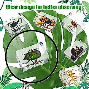 6 Styles Insect in Resin Specimen, Bugs Collection Paperweights Animal Specimen for Kids Bug Preserved in Resin for Scientific Education Office Desk Christmas Display Supplies