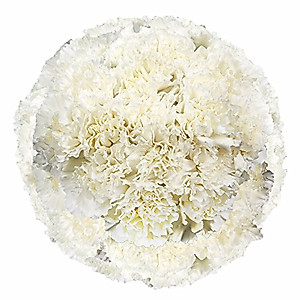 White Carnations- 100 Flower Delivery
