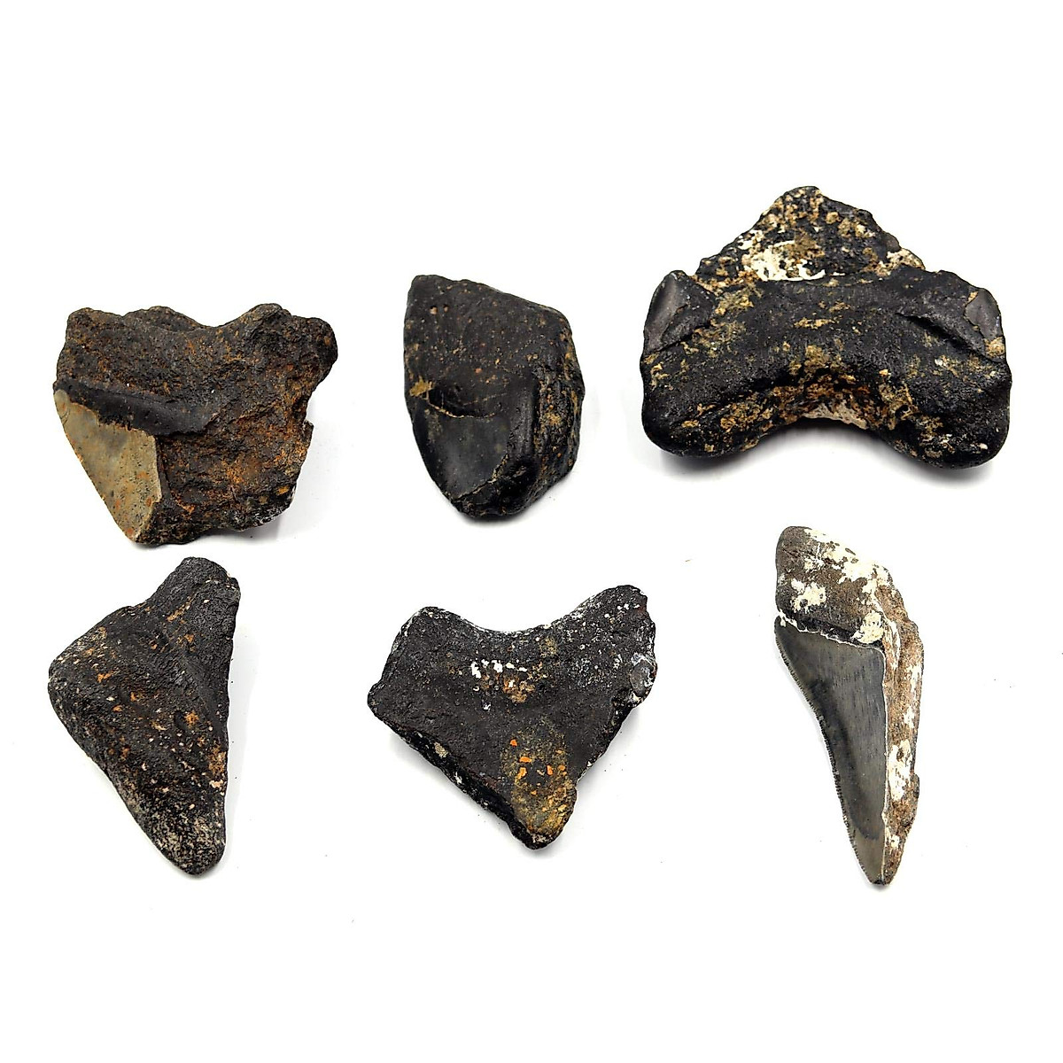 Megalodon Teeth Lot of 6 Fossils w/6 info Cards Shark #15670 34o