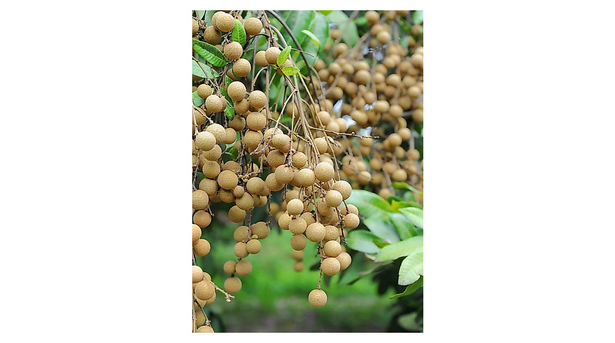 Buy Longan Tree Live Plant | Fruit Tree Seedlings for Home Garden