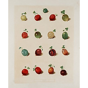 [Gooseberries] Early Green Hairy, Child's Golden Lion, Alcock's Duke of York, Lomaxe's Victory, Mill's Champion, Warrington Red, Mill's Langley Green, Eden's Elibore, Hill's Sir Peter Teazle, Woodwards White-Smith, Tillotson's Seedling, Warwickshire Conqu