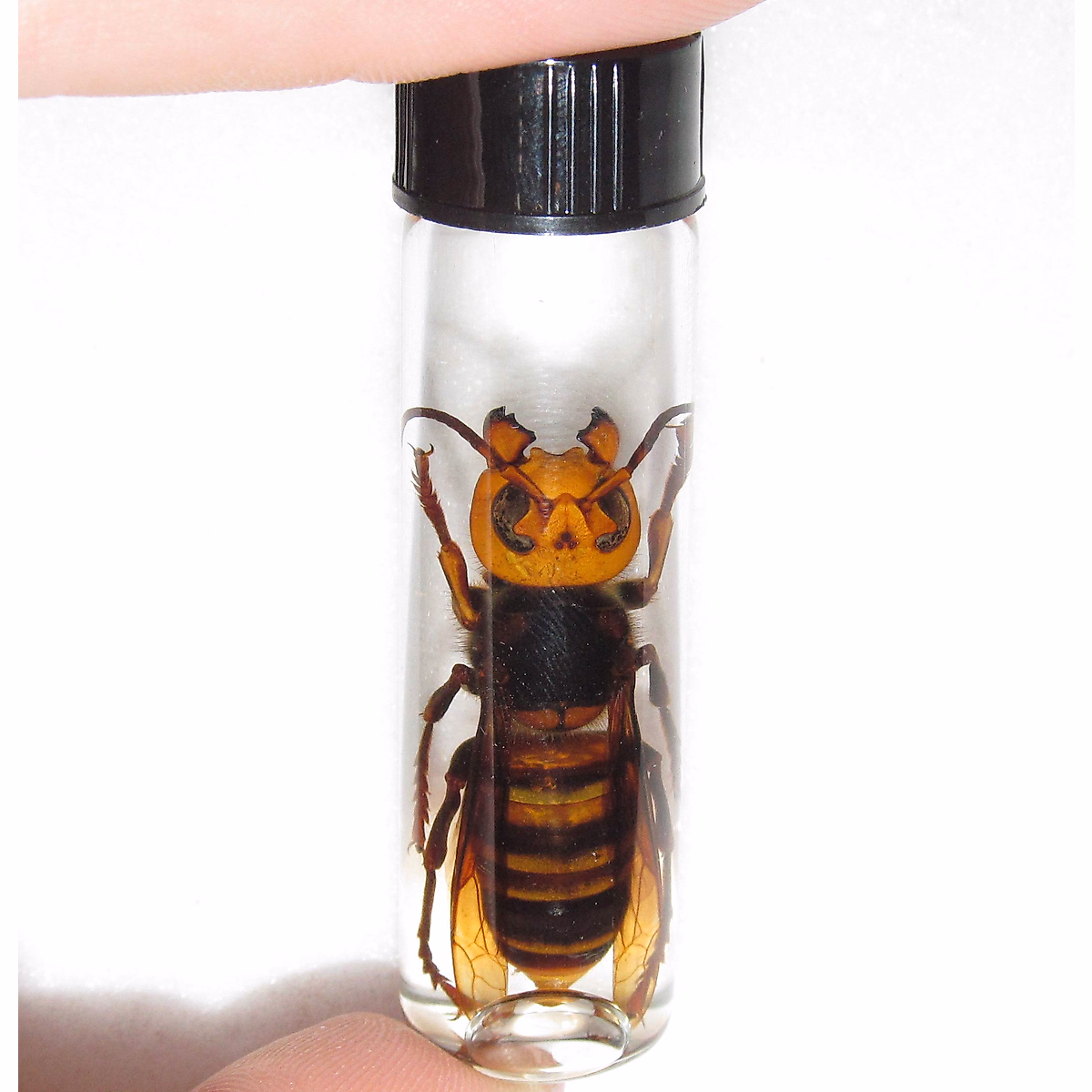 BicBugs Wet Specimen Vespa mandarinia Murder Hornet Japan