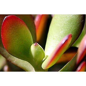 Jade Plant - Crassula ovata - Easy to Grow - 4" Pot
