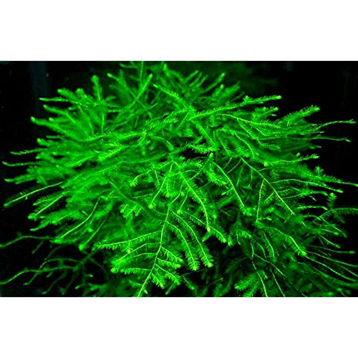 Aquatic Discounts - 4 Types of Easy/Beginner Live Aquarium Plants - Anubias + Amazon Sword + Ludwigia + Java Moss BUY2GET1FREE!