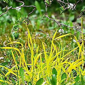Outsidepride Milium Effusum Golden Millet Ornamental Grass for Shade Gardens - 25 Seeds
