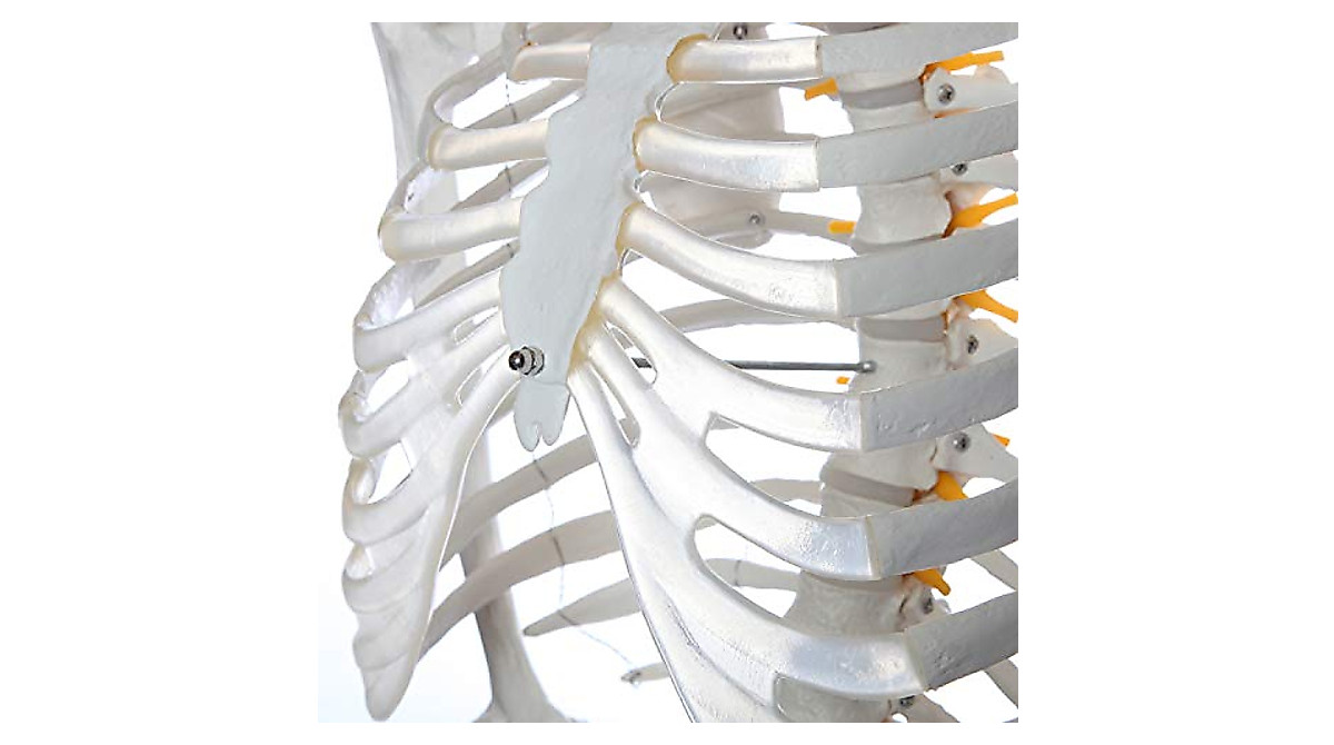 Flexible Life-Size Skeleton Model - Detailed Human Anatomy for Education