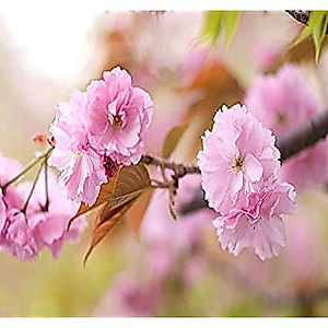 Bonsai Weeping Cherry Tree Seeds for Planting | 10+ Seeds | Highly Prized for Bonsai, Weeping Cherry Tree - 10+Seeds