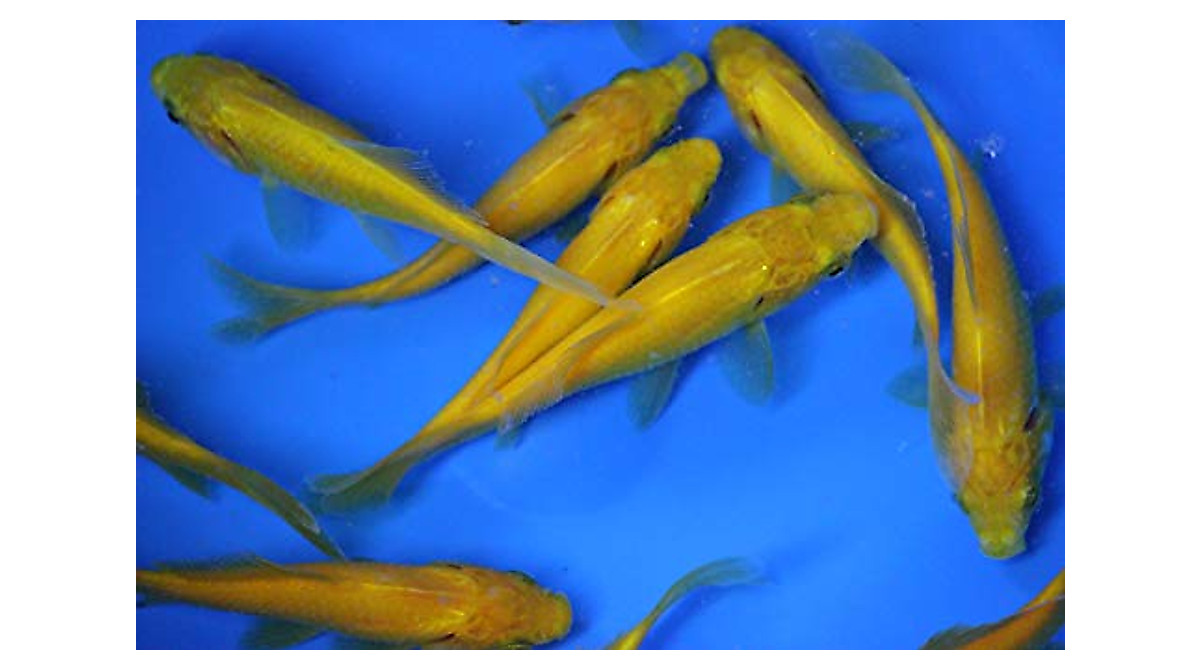 6 Pack of 4-5 inch Mixed Live sarasa, shubunkin, Apricot Comet Goldfish ...