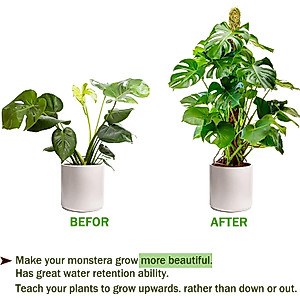 Moss Pole,Moss Pole for Plants Monstera,2 Pack Extending to 27inch Natural Forest Moss Poles for Climbing Plants,Plant Poles for Potted Plants Indoor,Moss Stick Used Separately or Joined Together.