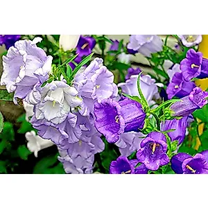 Canterbury Bells Campanula Medium Bluebells Flower Garden About 100 Seeds for Planting